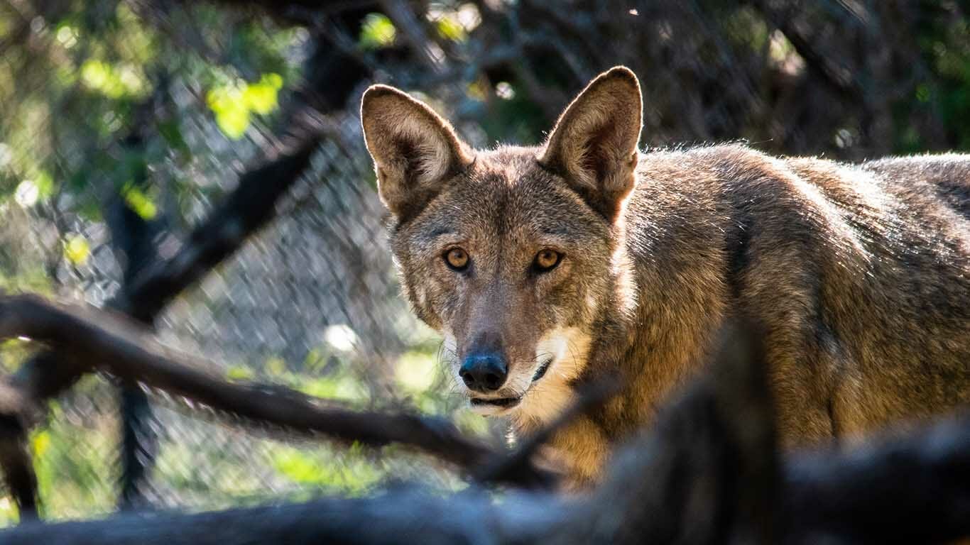 American Red Wolf - Fossil Rim Wildlife Center