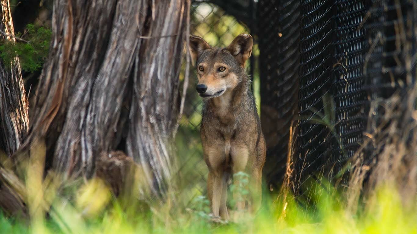 American Red Wolf - Fossil Rim Wildlife Center