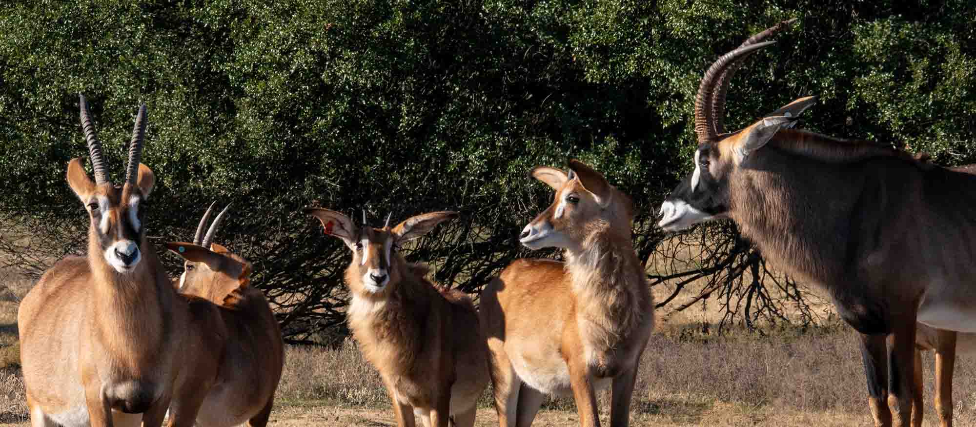 Roan - Fossil Rim Wildlife Center