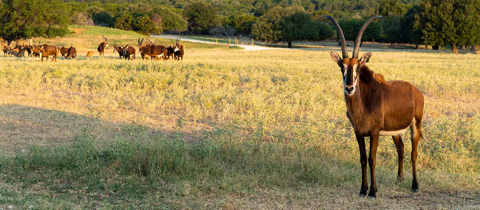 Sable - Fossil Rim Wildlife Center